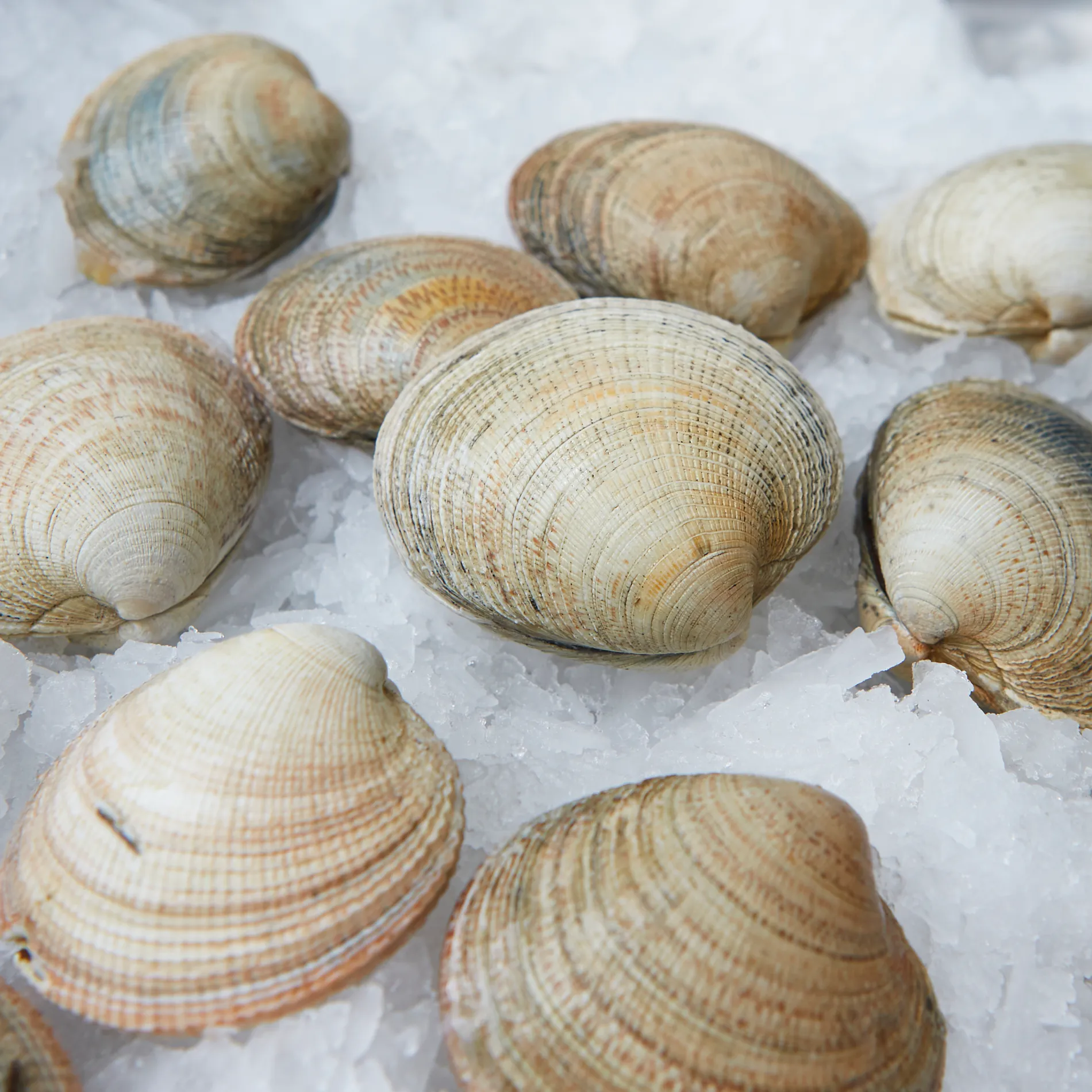 Almejas Frescas - Puerto de Palos | PESCADERÍA Y COMIDA AL PASO