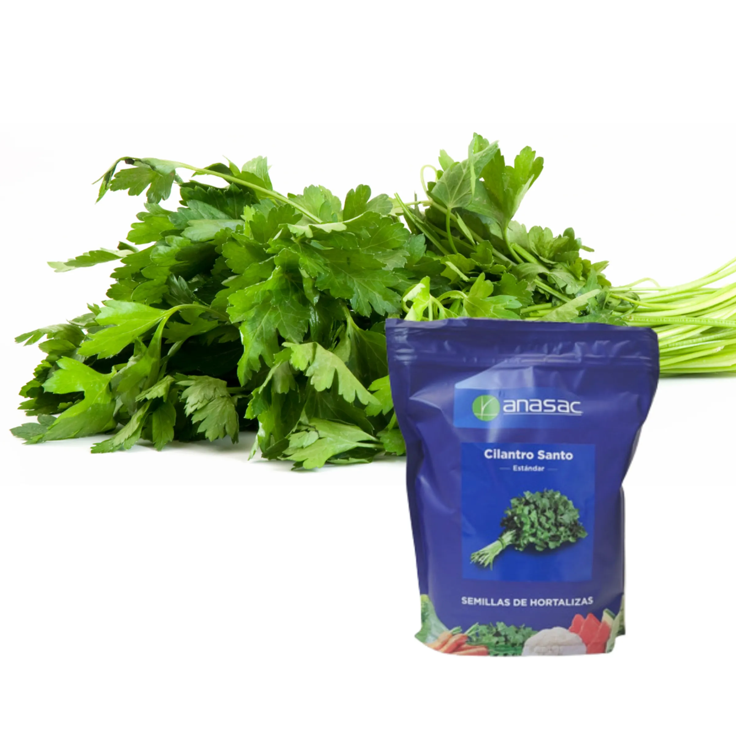 Cilantro Santo Semilla Anasac 1 kg - Chile Indoor | Huerta urbana